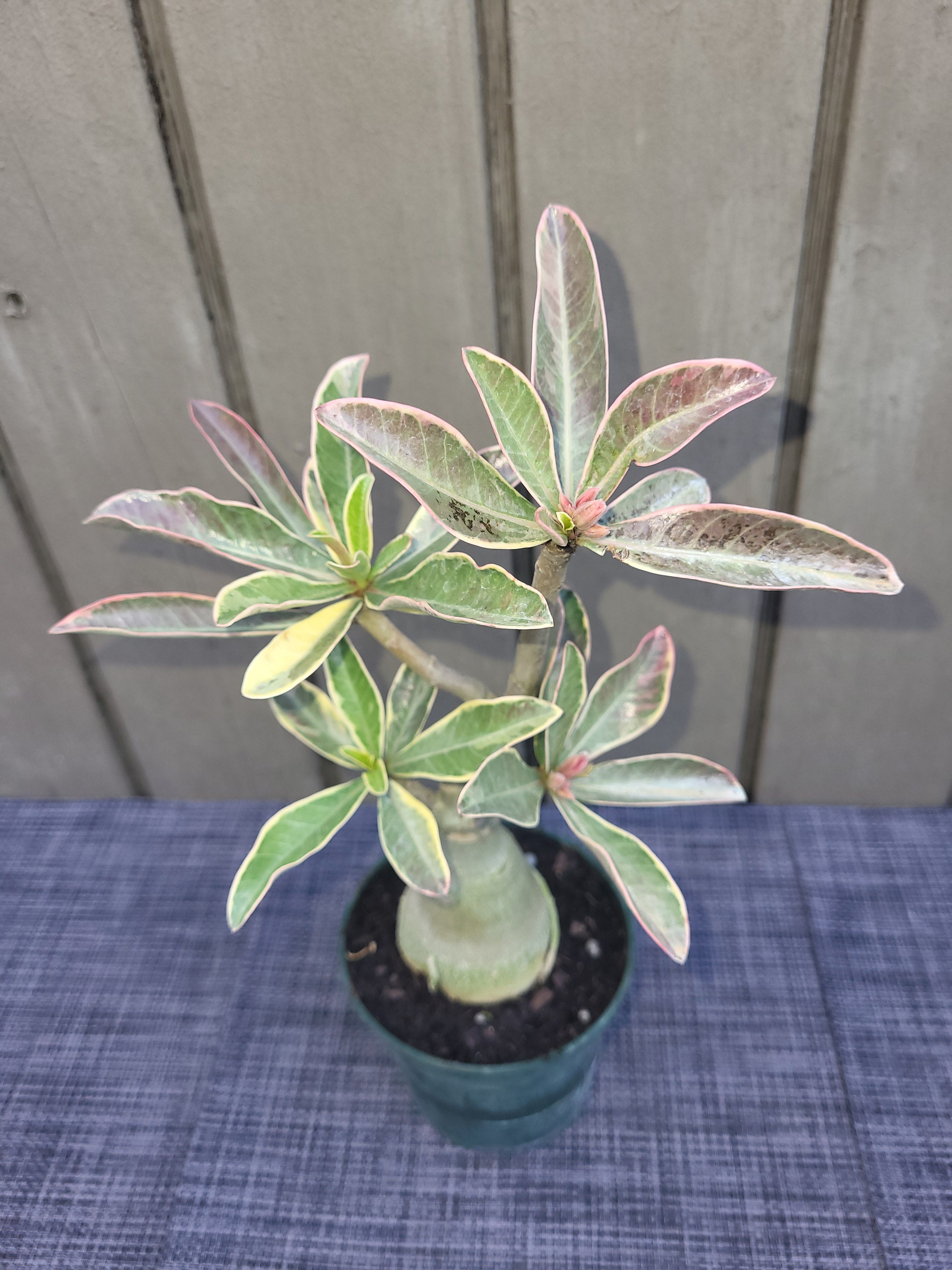 Adenium Obesum CF 31 Rare Variegated Caudex Succulent Plant 4'' - Etsy