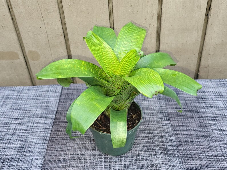 Vriesea Fenestralis Bromeliad Plant 4''pot - Etsy