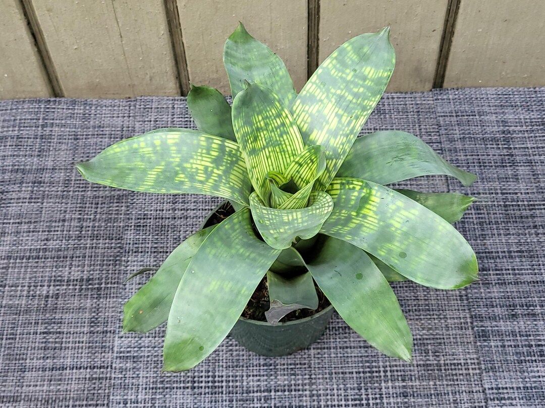 Vriesea Gigantea Nova Bromeliad Plant 4'' - Etsy