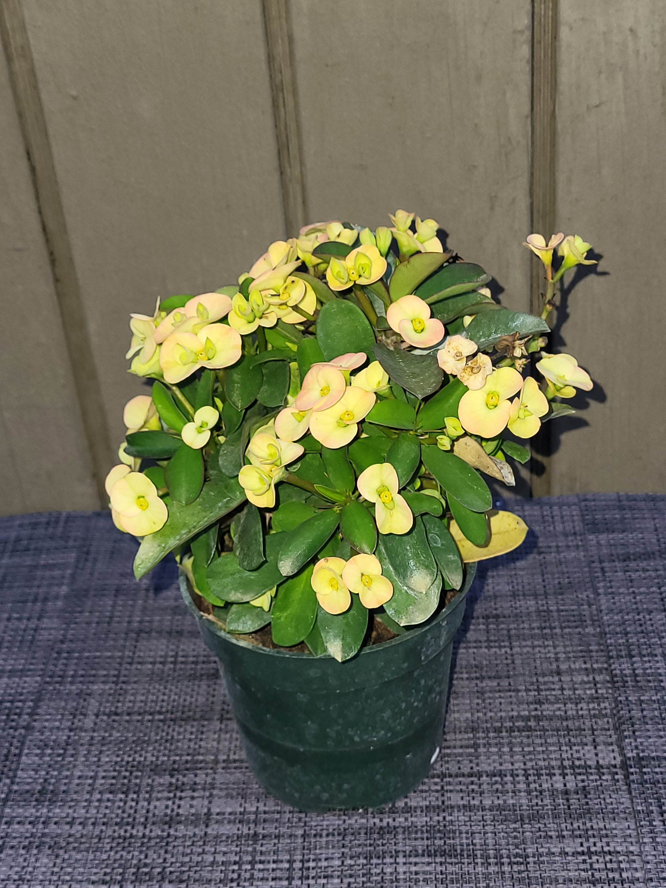 Euphorbia Milii 'dinni' Crown of Thorns Plant 4'' - Etsy