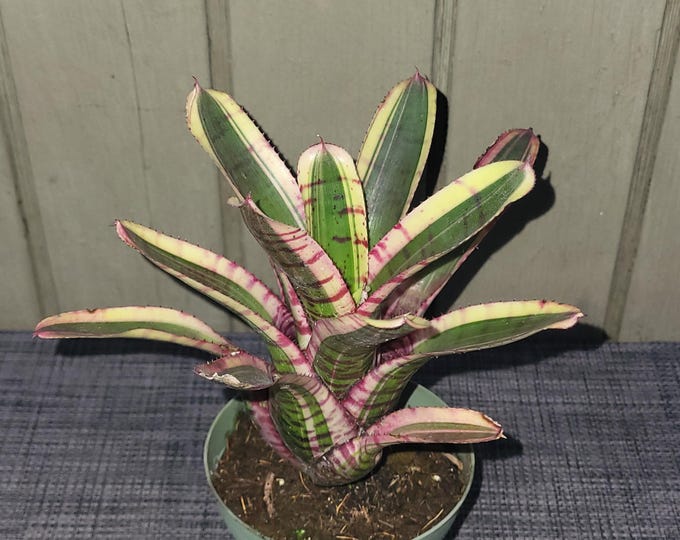 Neoregelia 'blushing Zebra' Bromeliad Plant 4'' - Etsy