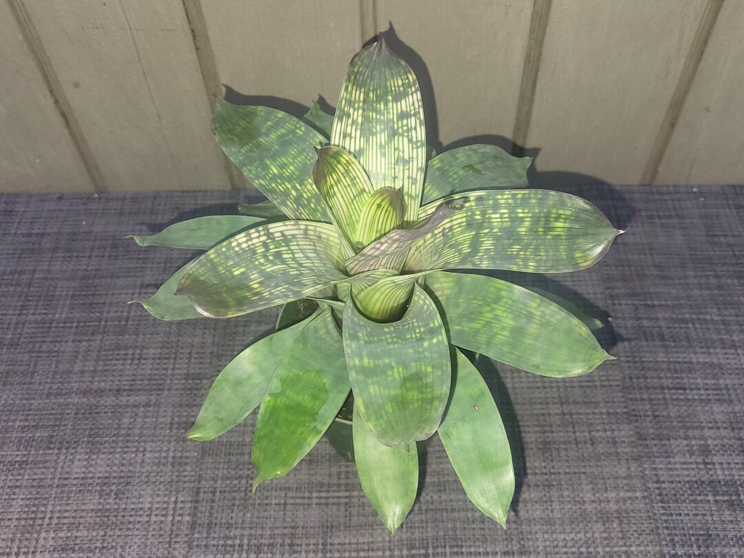 Vriesea Gigantea Nova Bromeliad Plant 4'' - Etsy