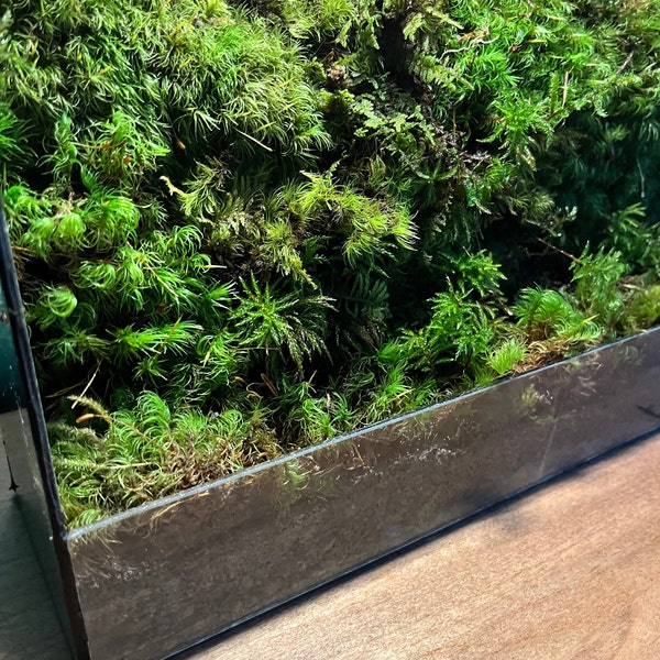 Terrarium Green - Etsy