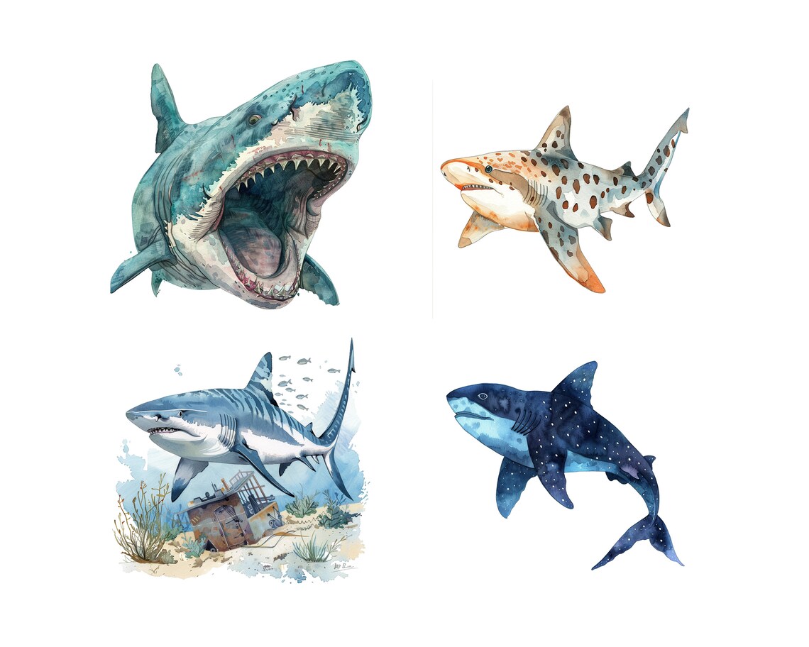 Watercolor Shark Species PNG Clipart Bundle, Great White, Basking ...
