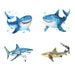 Watercolor Shark Species PNG Clipart Bundle, Great White, Basking ...