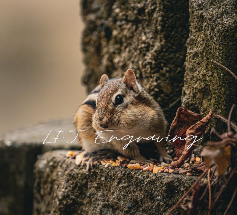 High-resolution Siberian Chipmunk Photography Digital Download Instant ...