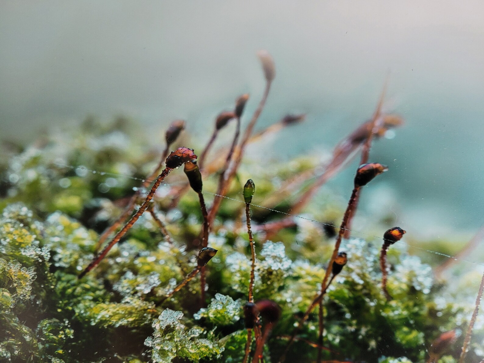 Photography of Green Moss Dreamy Print on a Professional Metallic ...