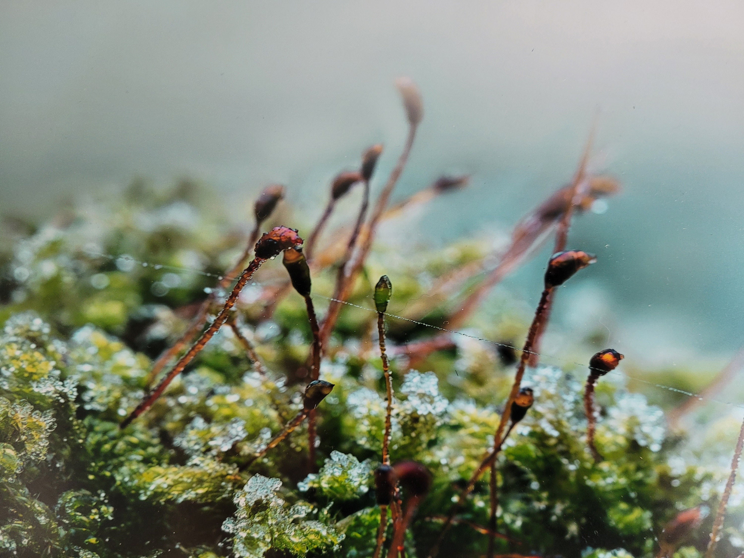 Photography of Green Moss Dreamy Print on a Professional Metallic ...