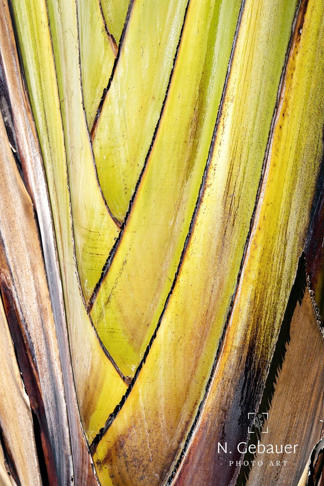 Banana Tree Bark Texture - Fine Art Print, Home Decor, Nature ...