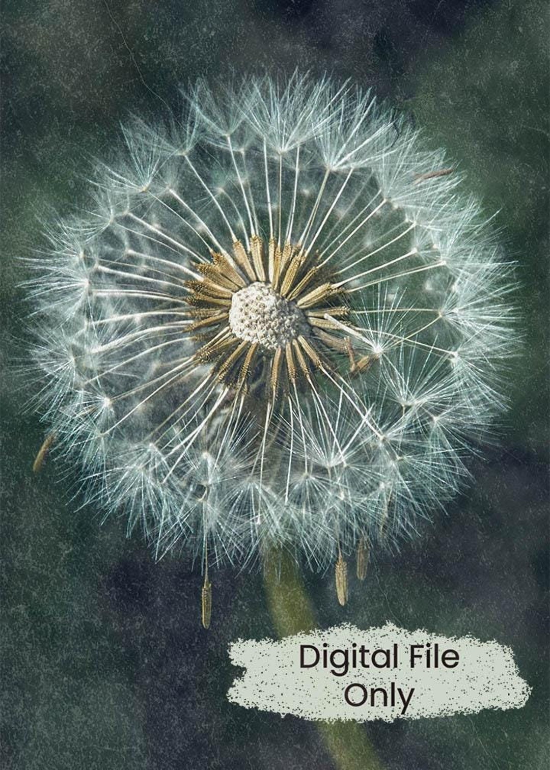 Delicate Dandelion – Fine Art Digital Download | Nature Wall Art ...