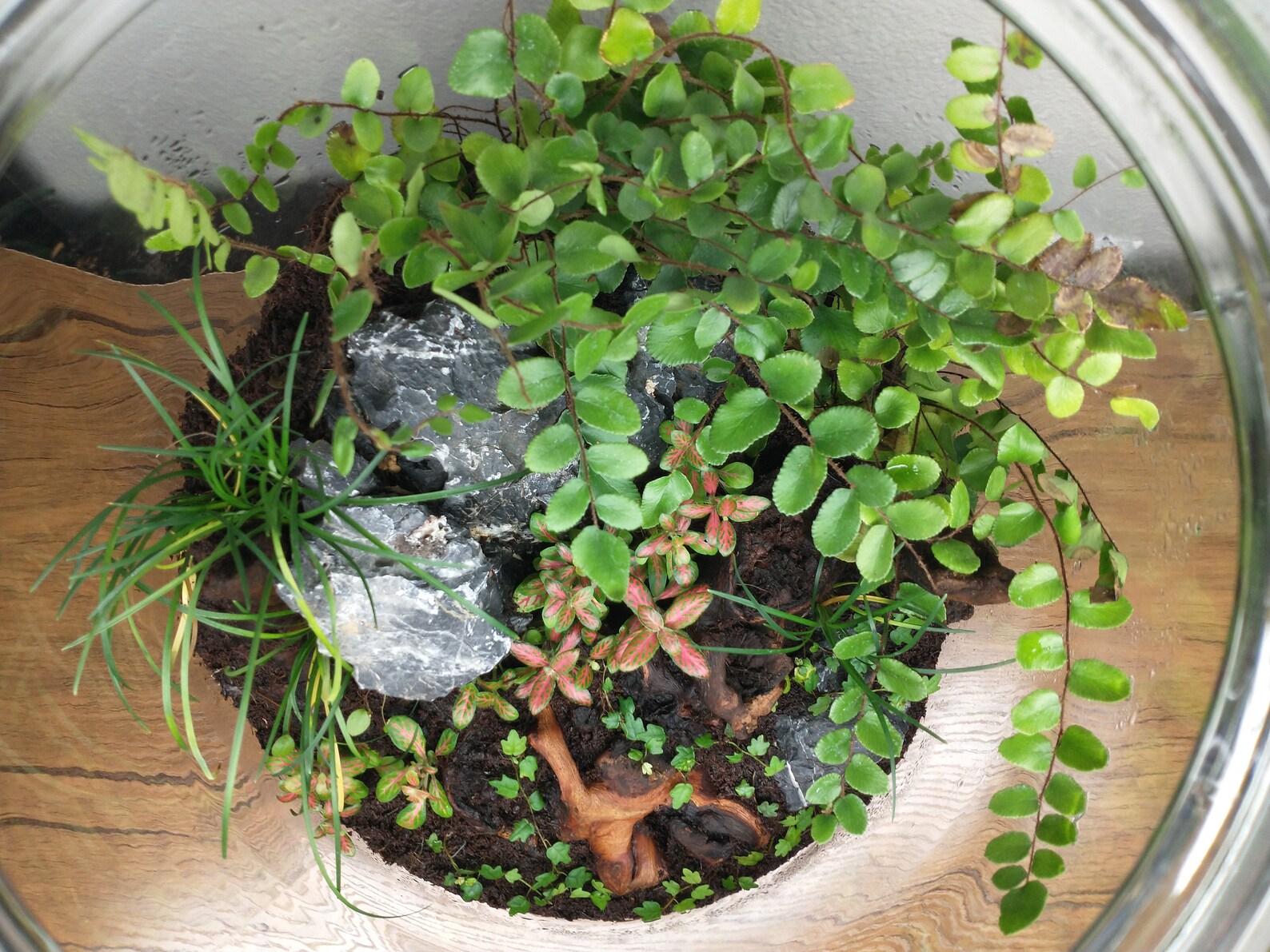 Large 5.5 Gallon Terrarium With LED Light. Living Ecosystem With Ferns ...