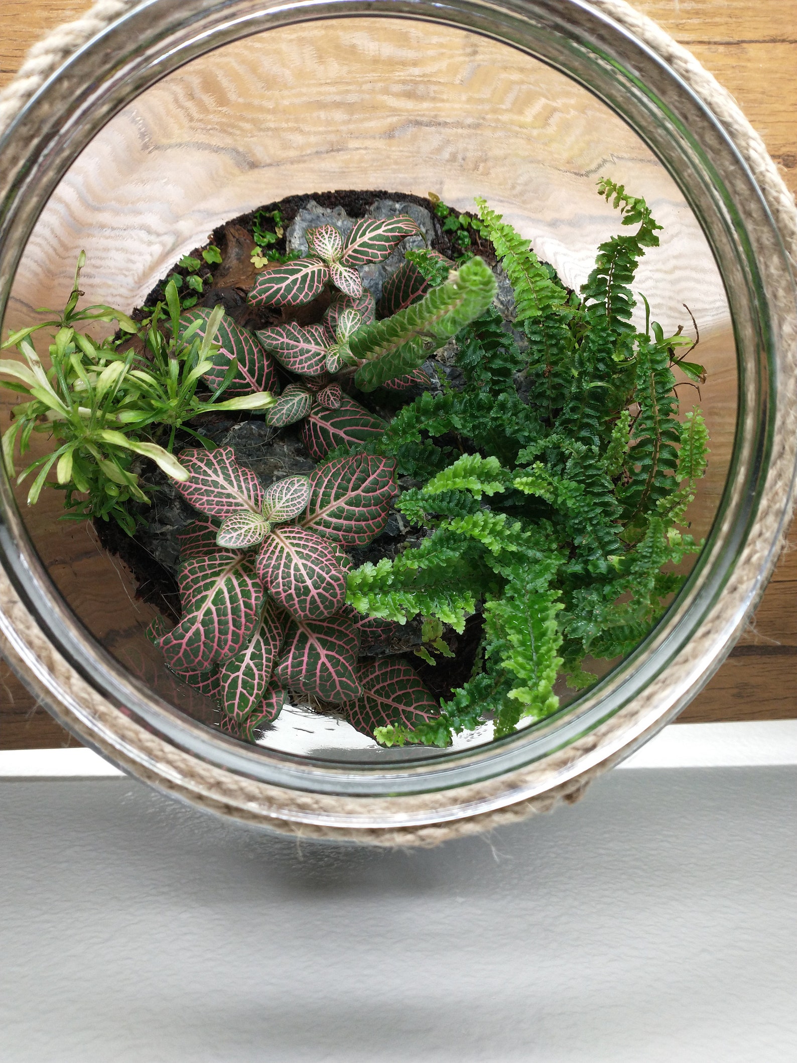1.5 Gallon Terrarium With Pink Fittonia nerve Plants, Fern & Creeping ...
