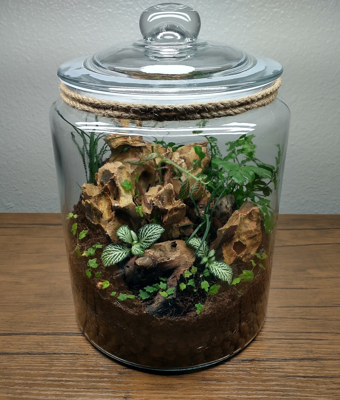 1.5 Gallon Terrarium With Dragon Stone, Fittonia nerve Plant, Mondo ...