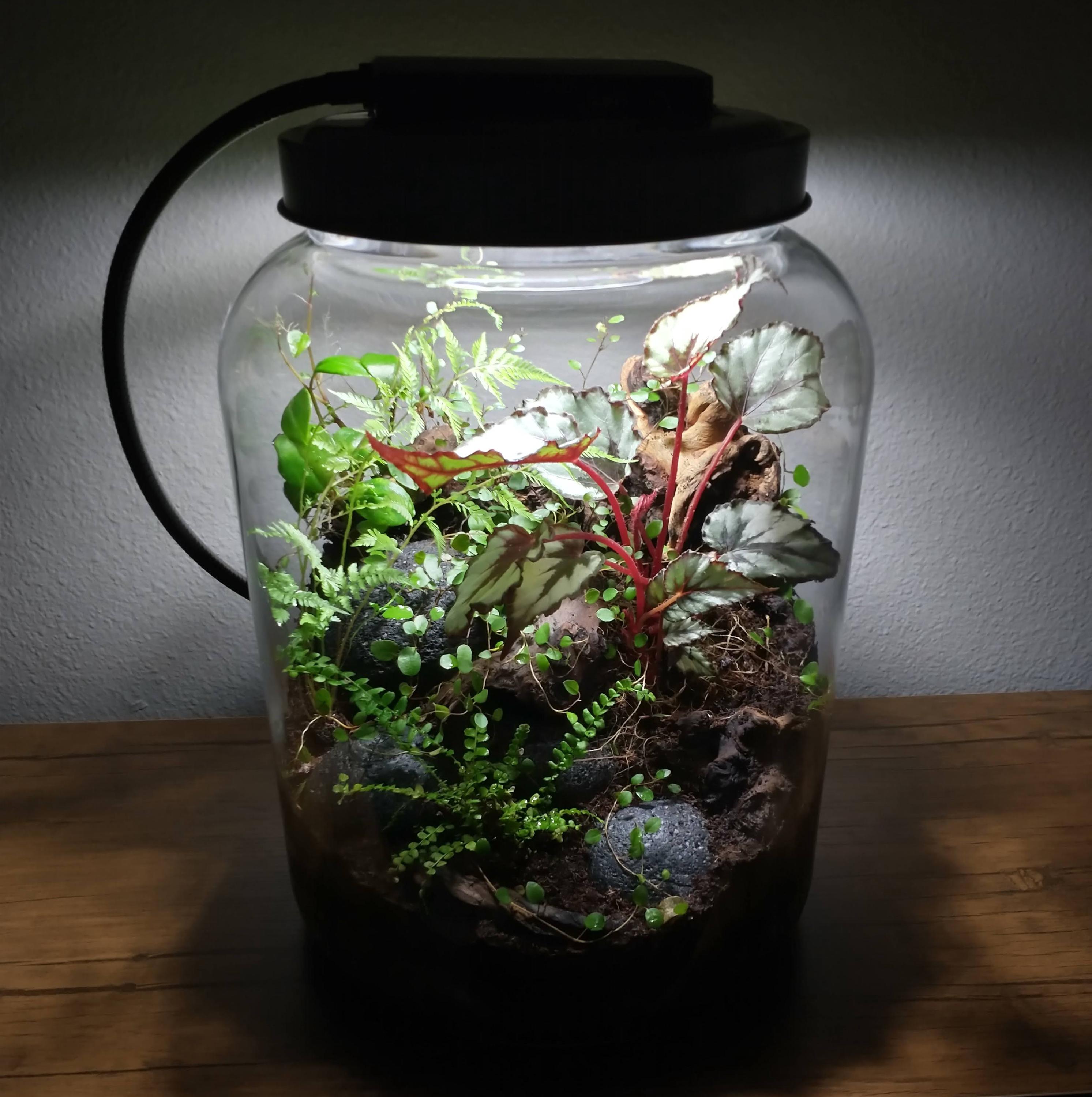 5.5 Gallon Terrarium With LED Light. Living Ecosystem in a Jar***local ...