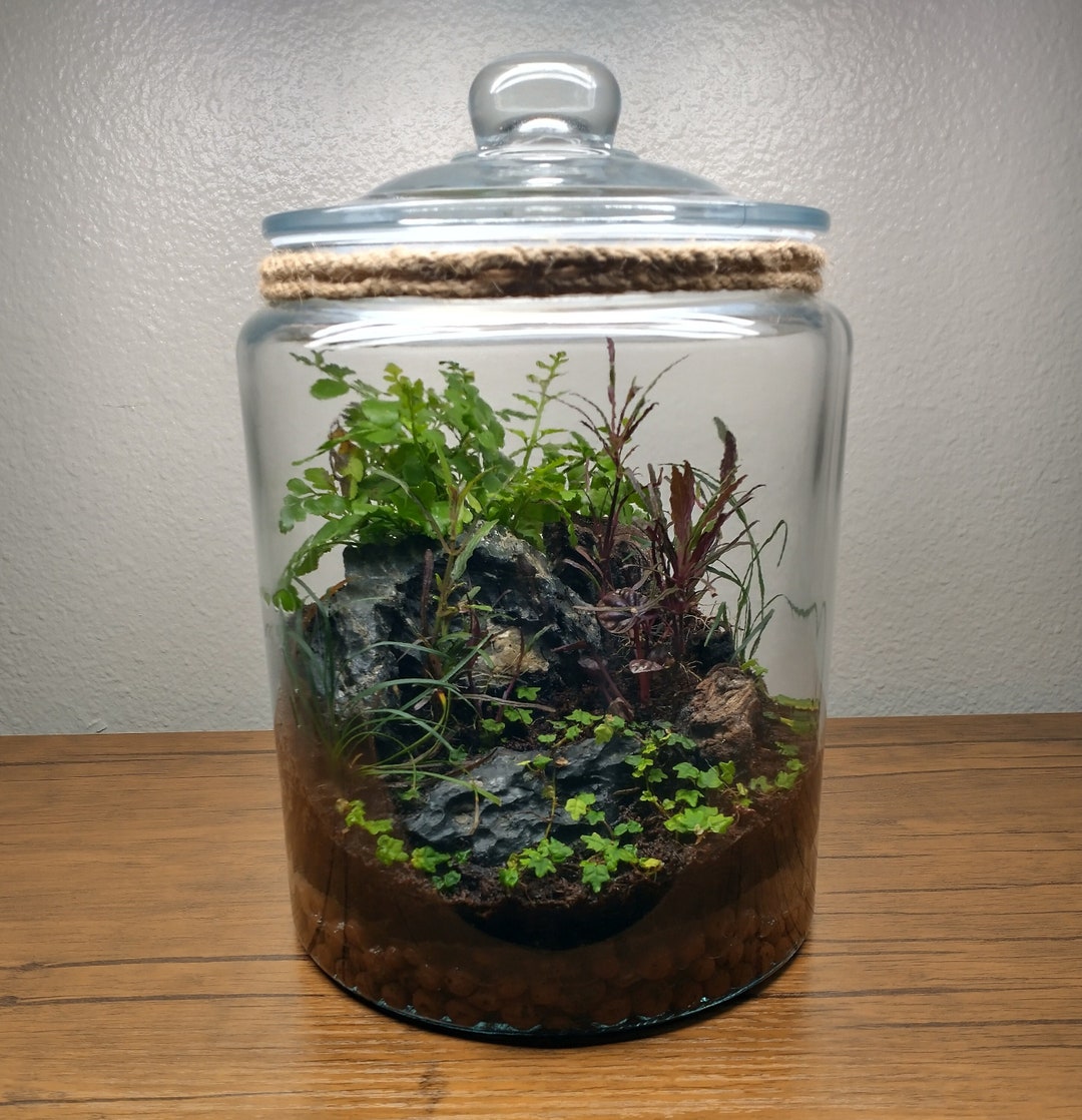 1.5 Gallon Terrarium | Living Ecosystem in a Jar***local Delivery Only ...