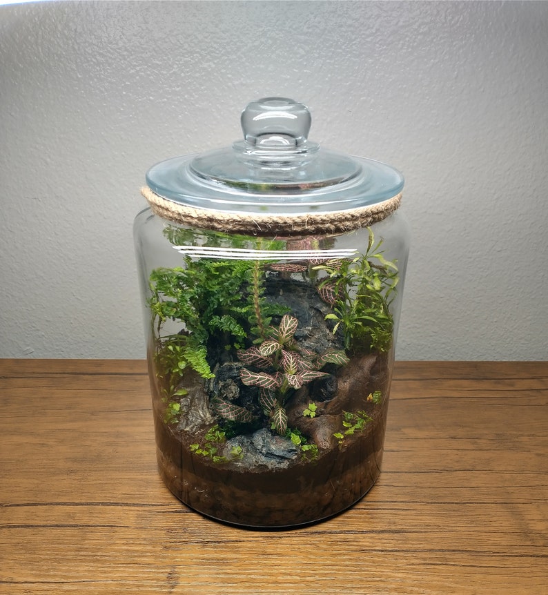 1.5 Gallon Terrarium With Pink Fittonia (nerve Plants), Fern & Creeping ...