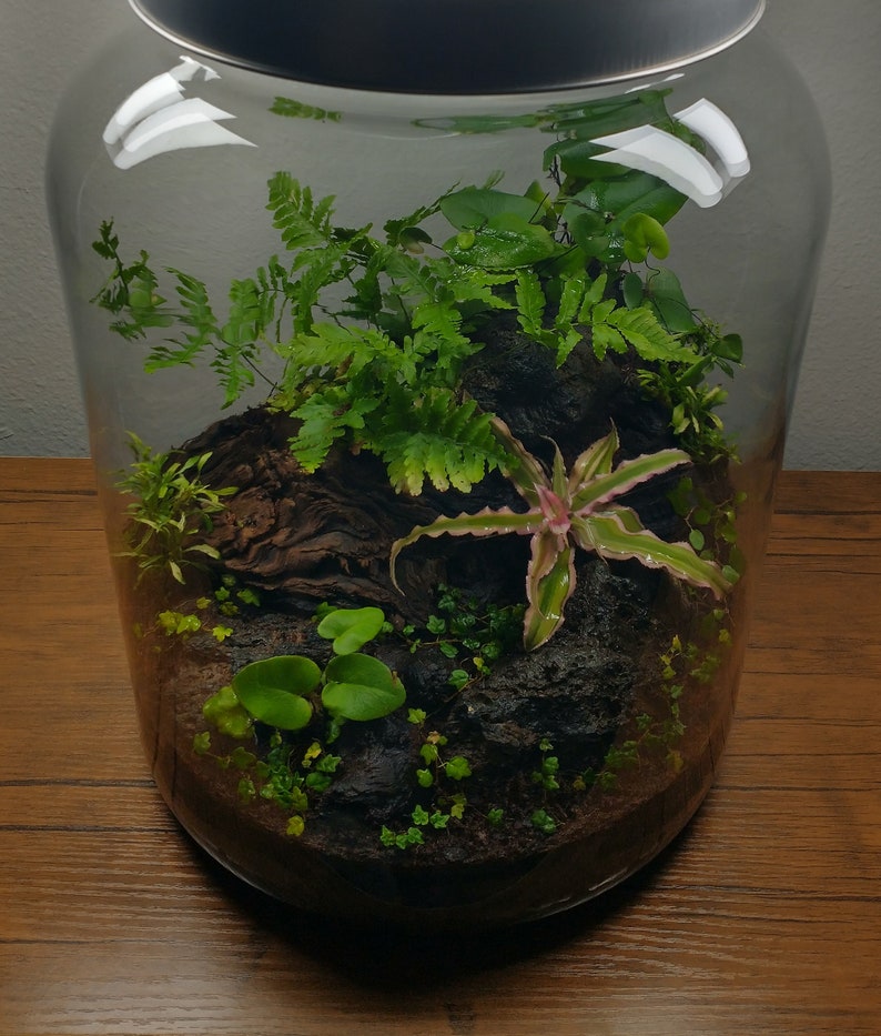 5.5 Gallon Terrarium With LED Light. Living Ecosystem With Heart Ferns ...