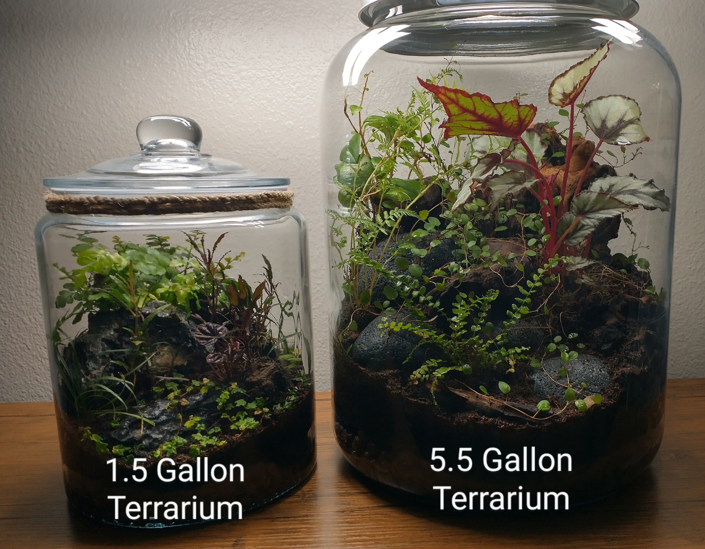 Large 5.5 Gallon Terrarium With LED Light. Living Ecosystem With Ferns ...