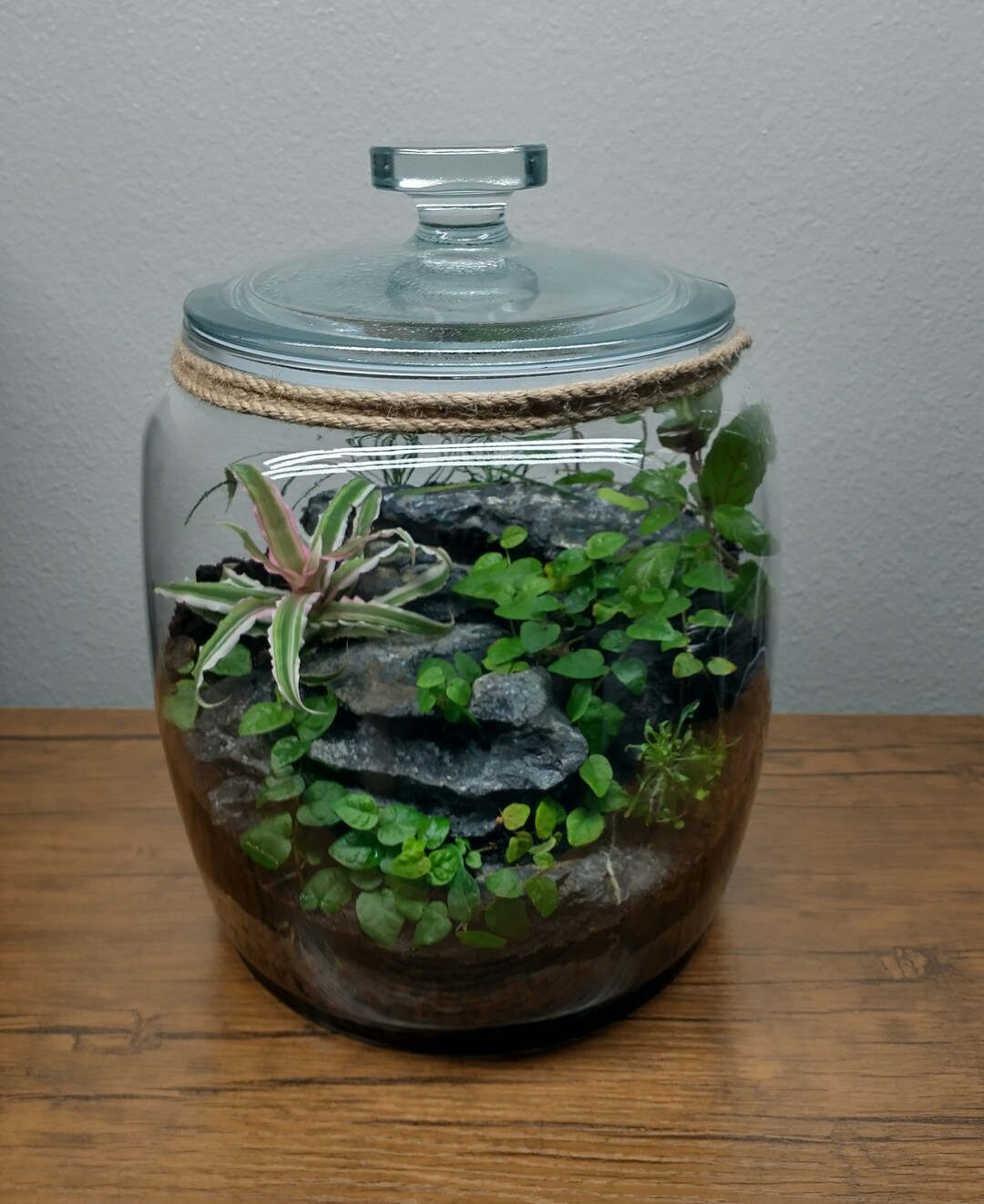 2.5 Gallon Terrarium | Living Ecosystem in a Jar***local Delivery Only ...