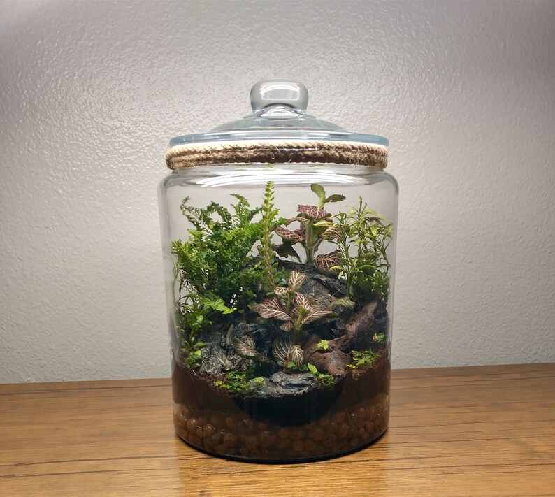 1.5 Gallon Terrarium With Pink Fittonia (nerve Plants), Fern & Creeping ...