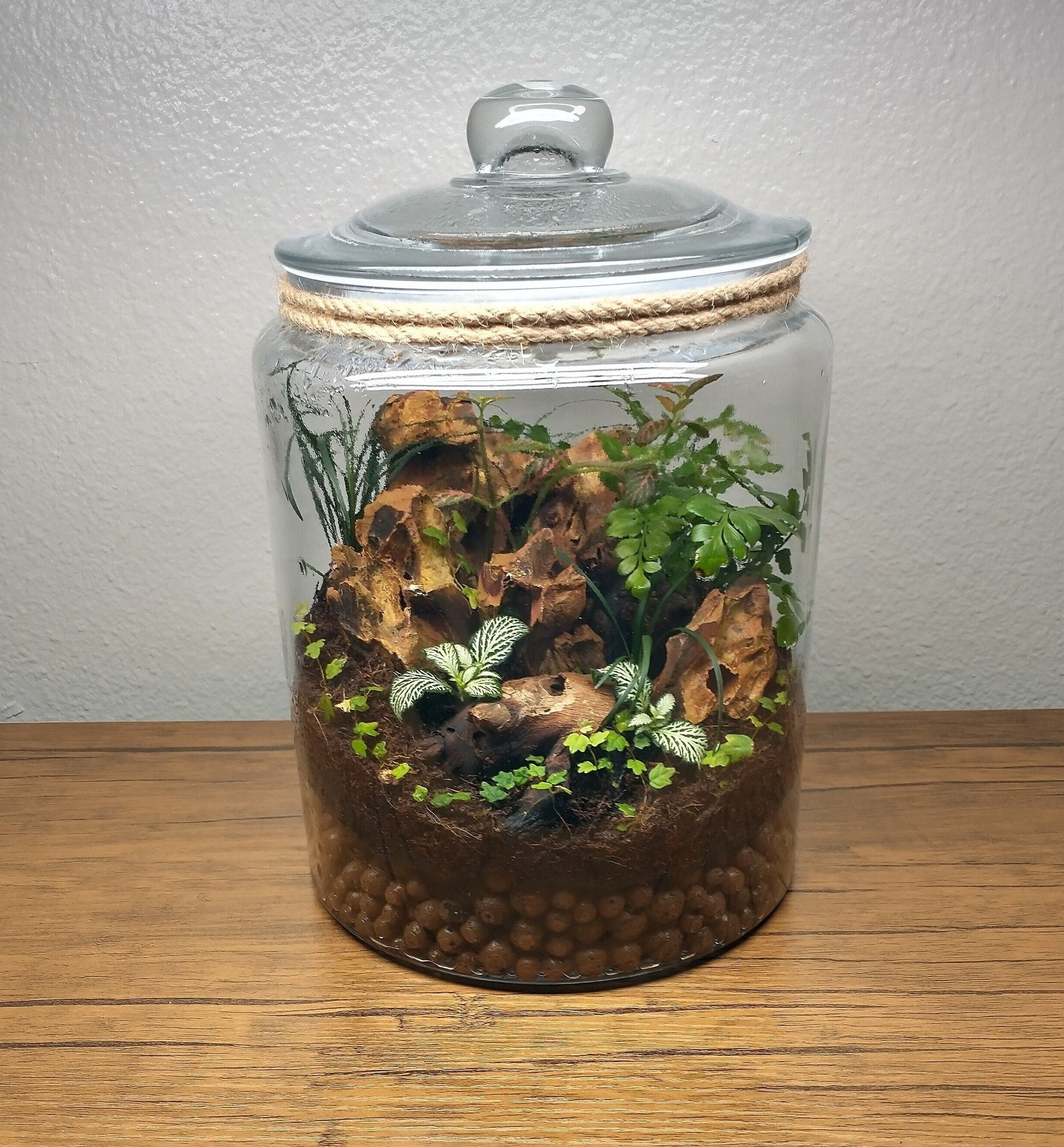 1.5 Gallon Terrarium With Ohko Dragon Stone, Fittonia nerve Plant, Fern ...