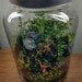 Large 5.5 Gallon Terrarium With LED Light. Living Ecosystem With Ferns ...