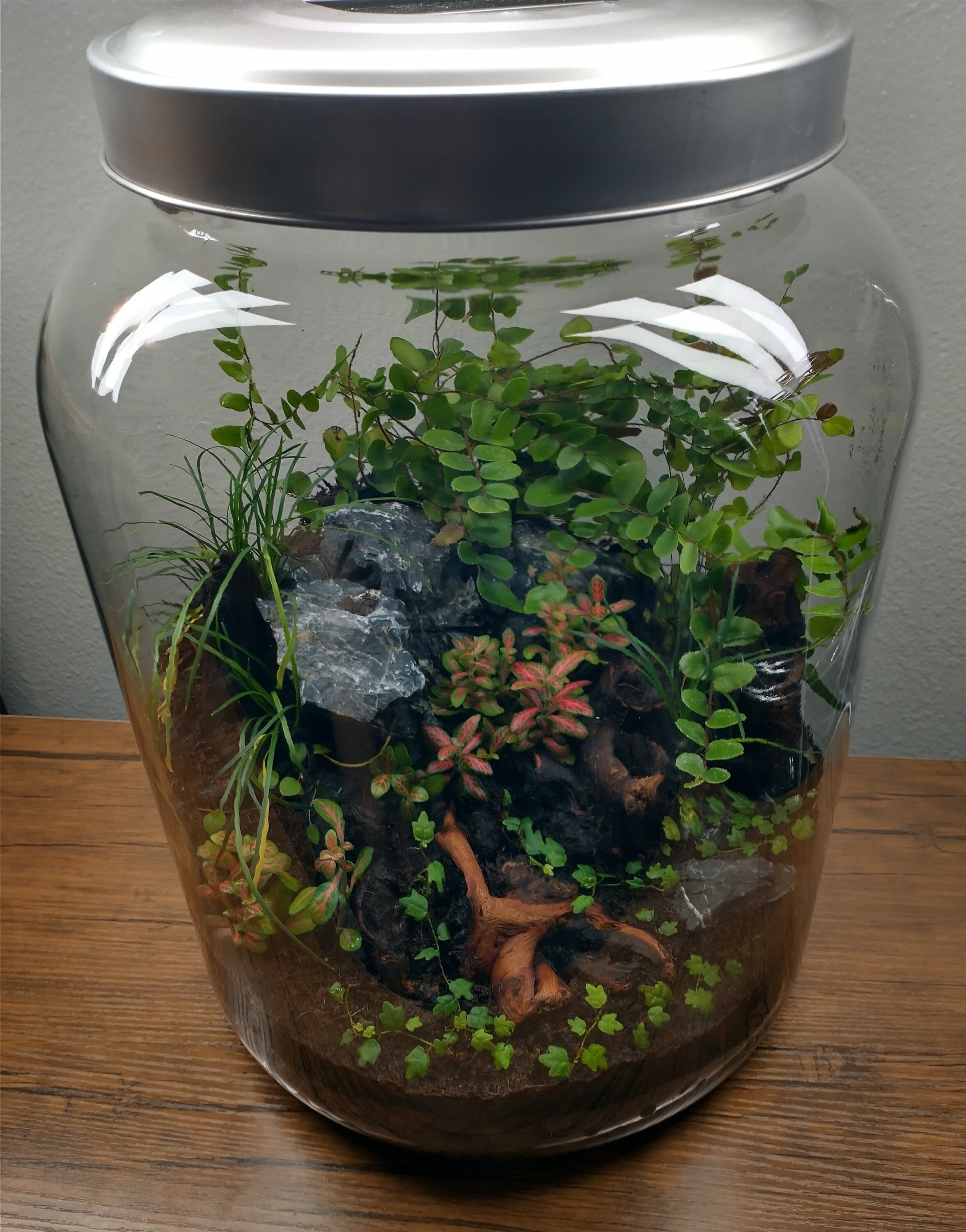 Large 5.5 Gallon Terrarium With LED Light. Living Ecosystem With Ferns ...