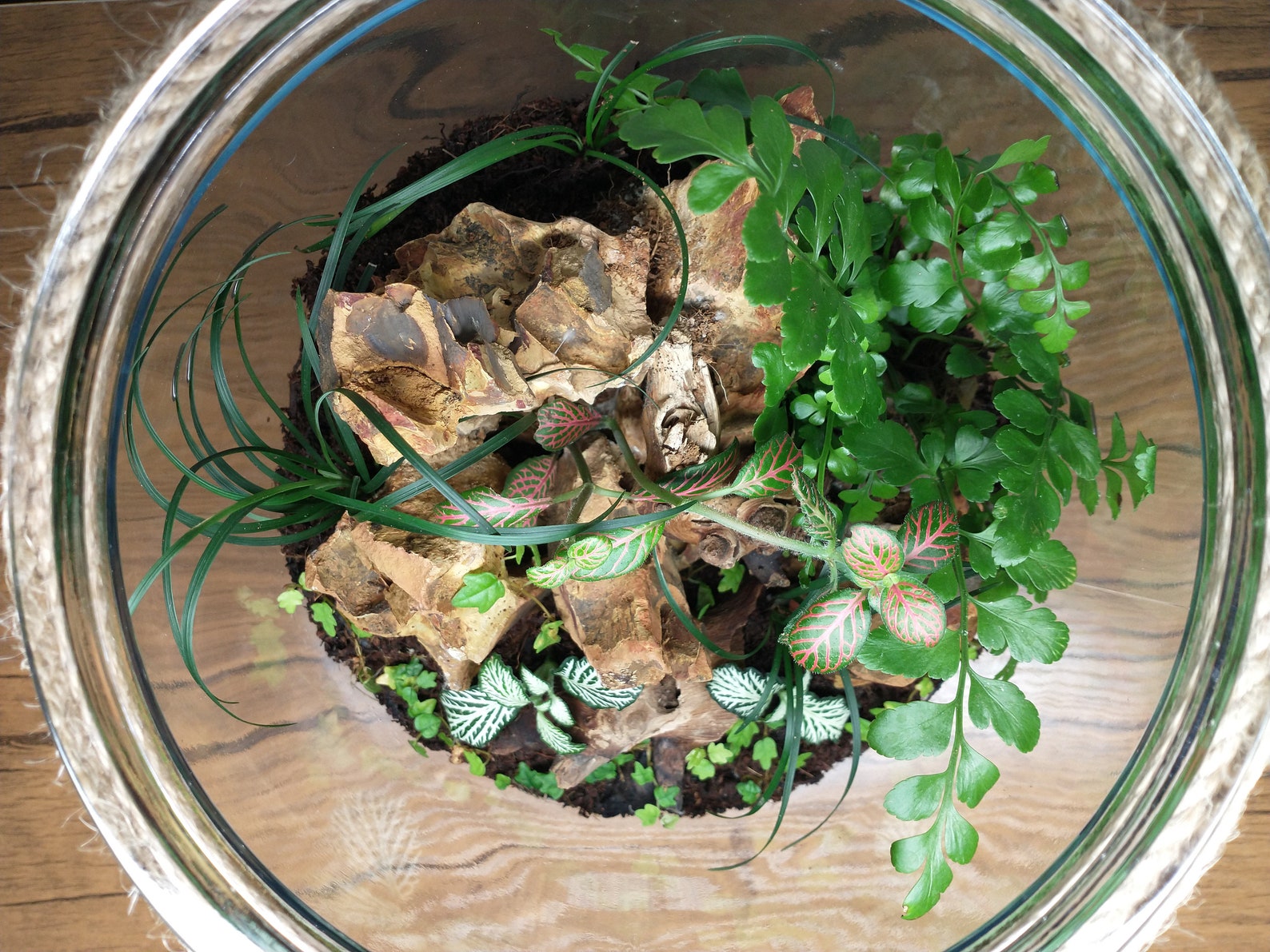 1.5 Gallon Terrarium With Ohko Dragon Stone, Fittonia nerve Plant, Fern ...
