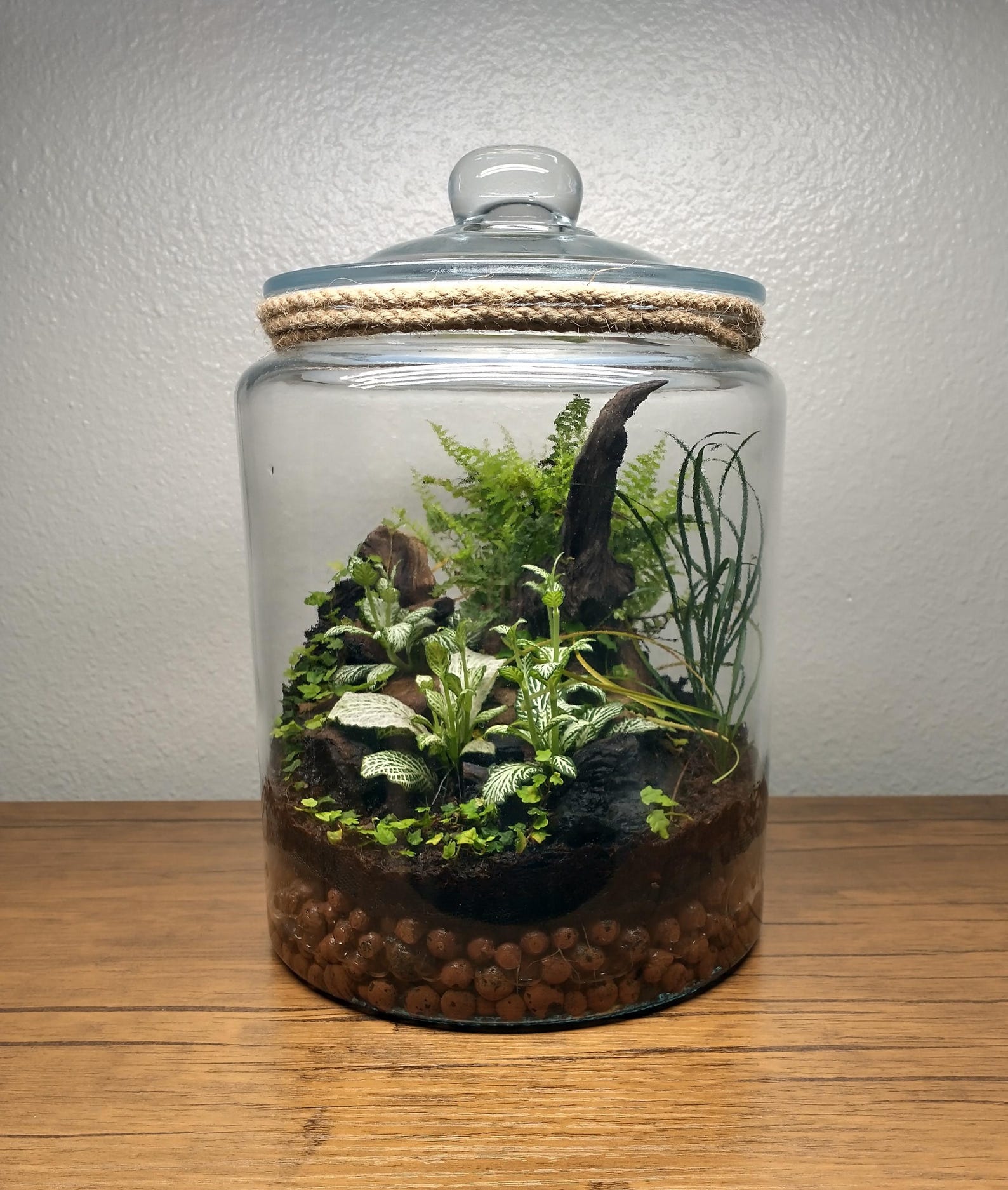 1.5 Gallon Terrarium | Living Ecosystem in a Jar***local Delivery Only ...