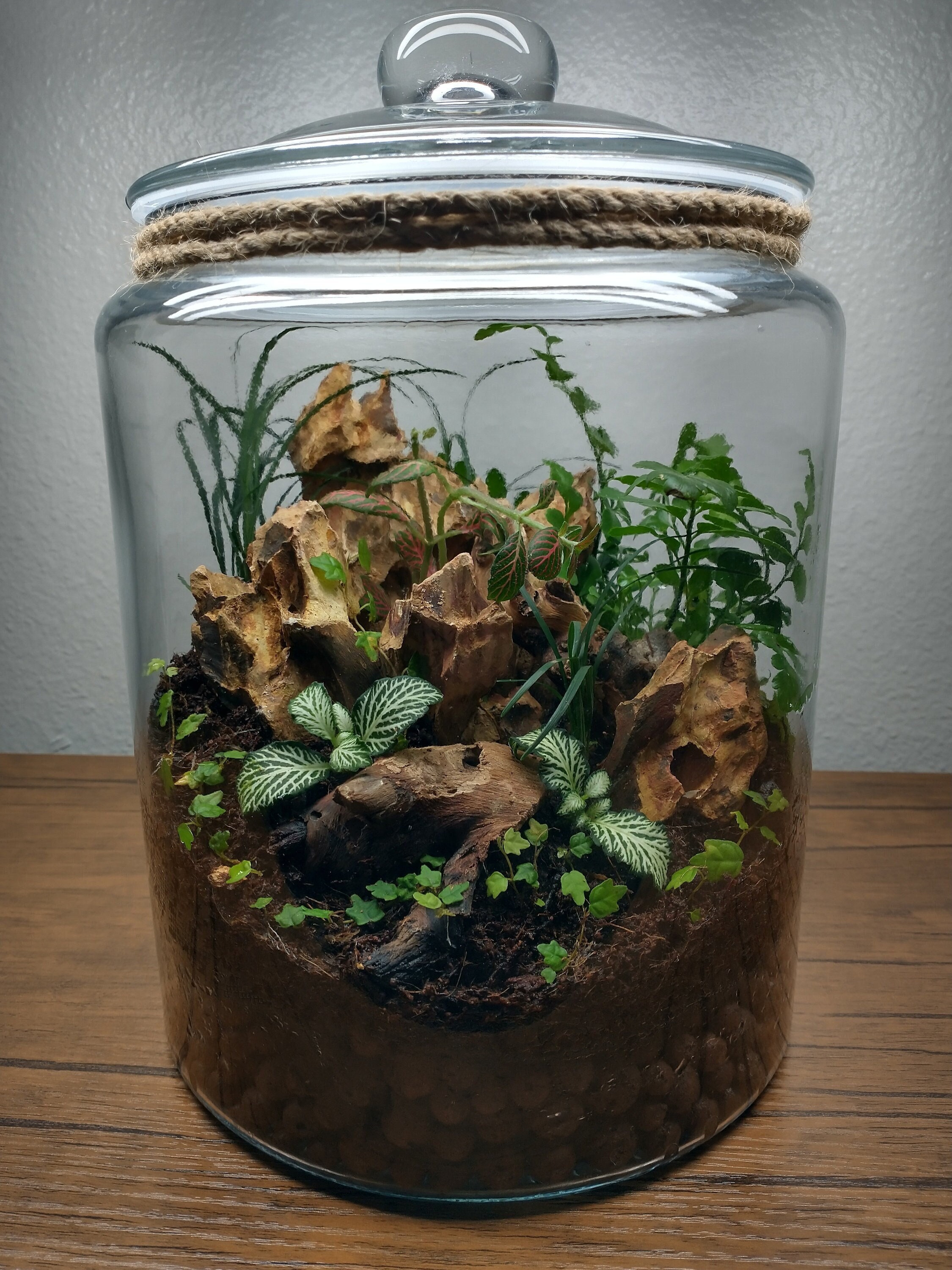 1.5 Gallon Terrarium With Dragon Stone, Fittonia nerve Plant, Mondo ...