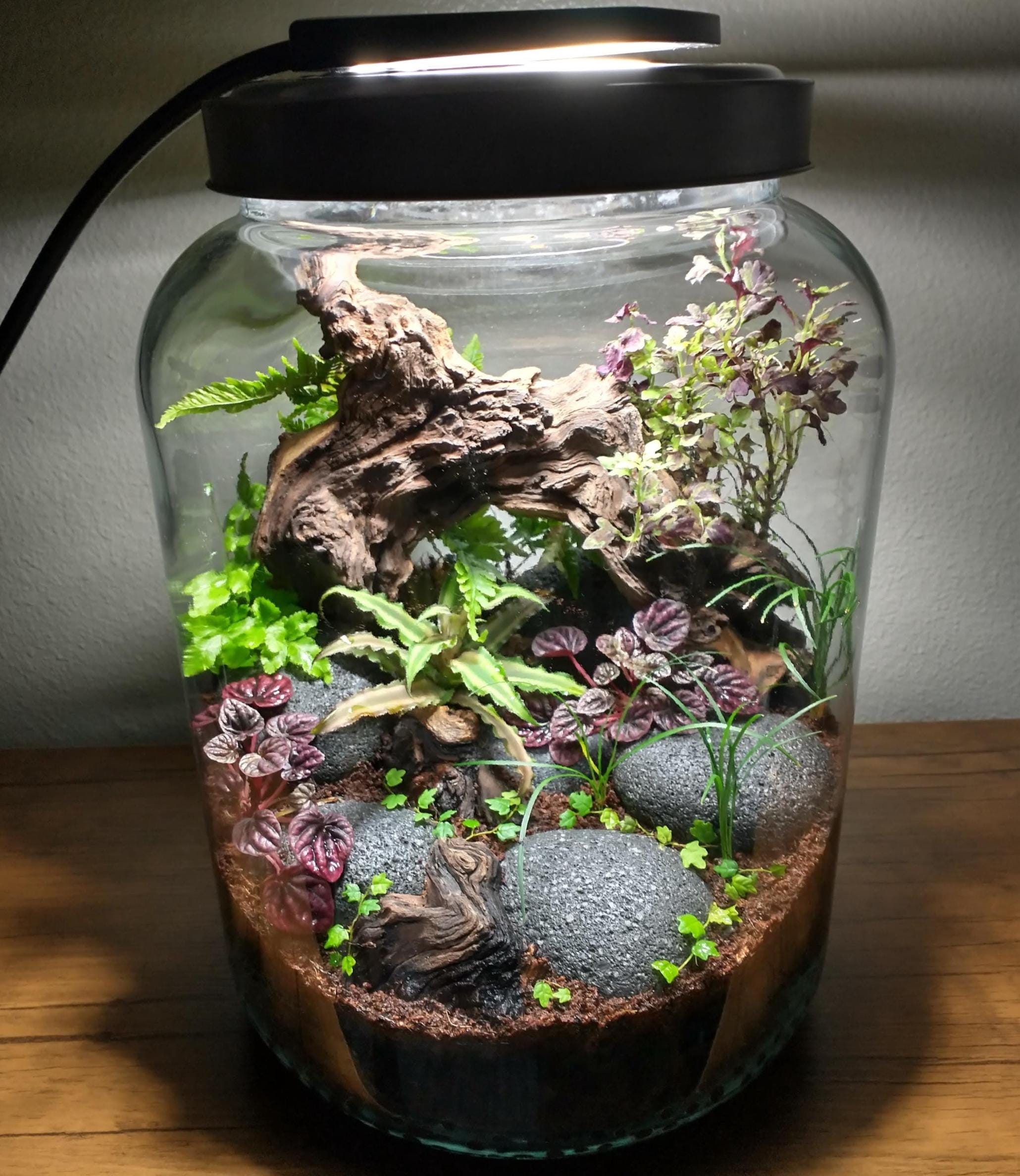 5.5 Gallon Terrarium With LED Light. Living Ecosystem in a Jar***local ...