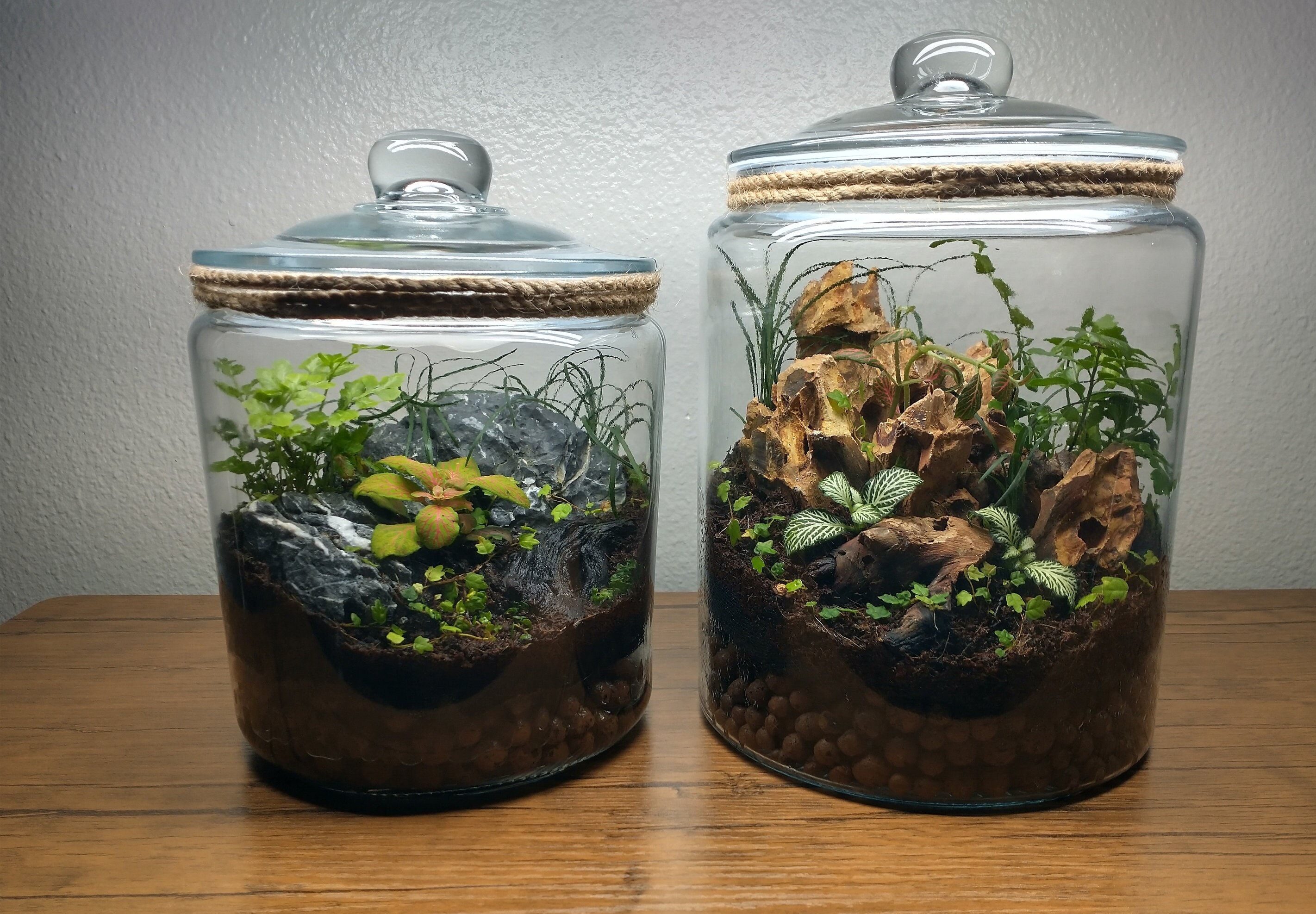 1.5 Gallon Terrarium With Dragon Stone, Fittonia nerve Plant, Mondo ...