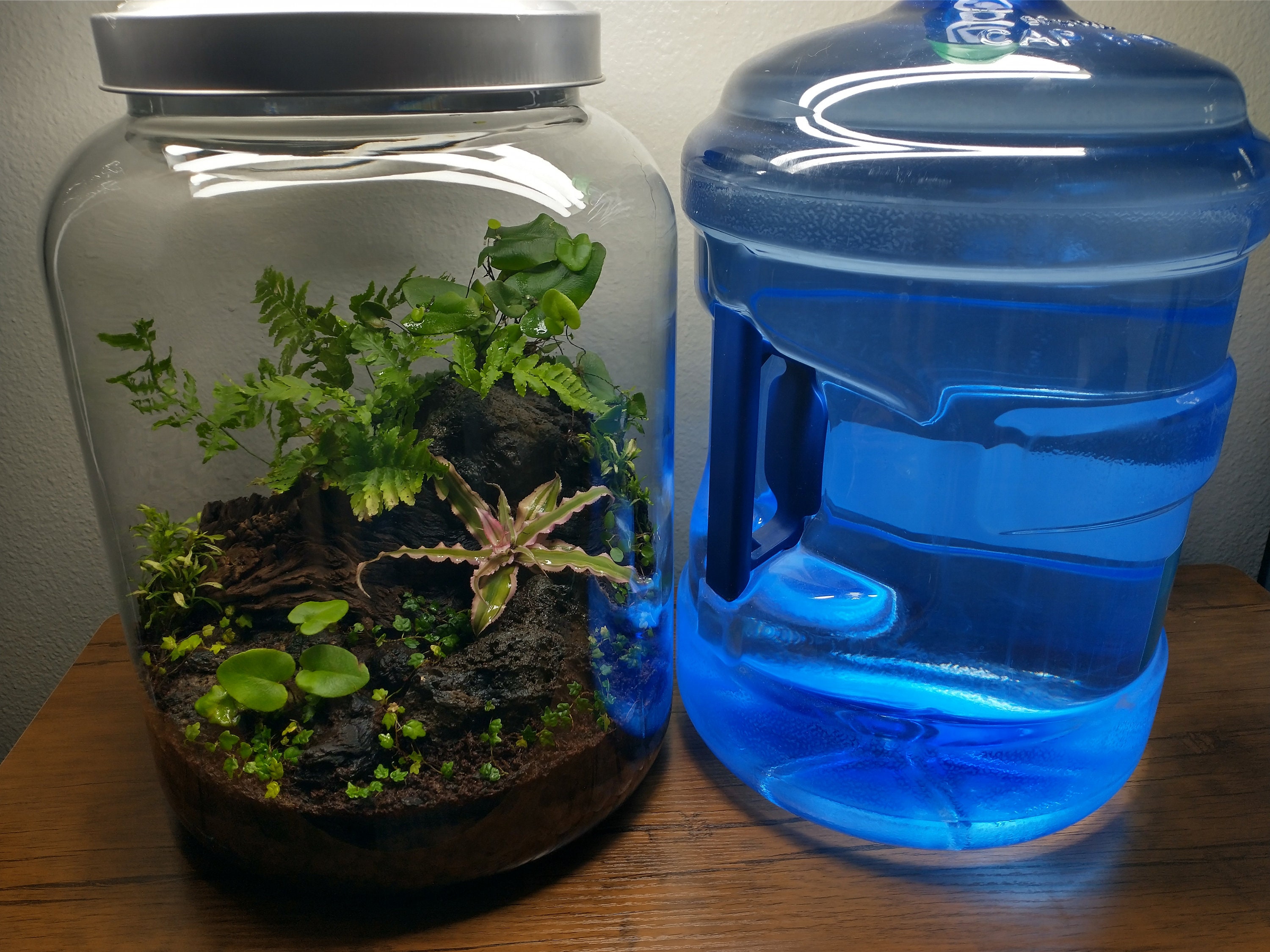 5.5 Gallon Terrarium With LED Light. Living Ecosystem in a Jar***local ...
