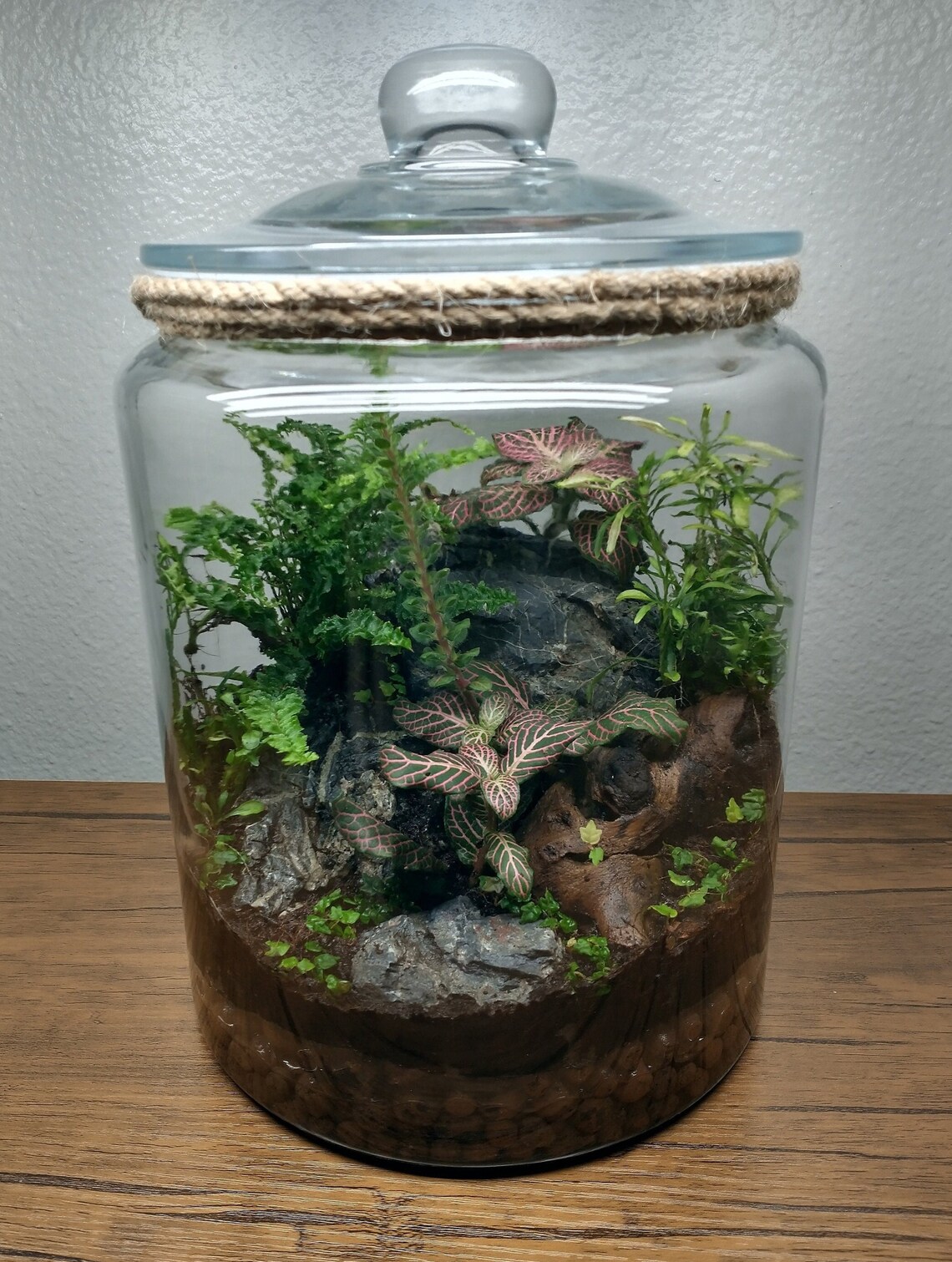 1.5 Gallon Terrarium With Pink Fittonia nerve Plants, Fern & Creeping ...