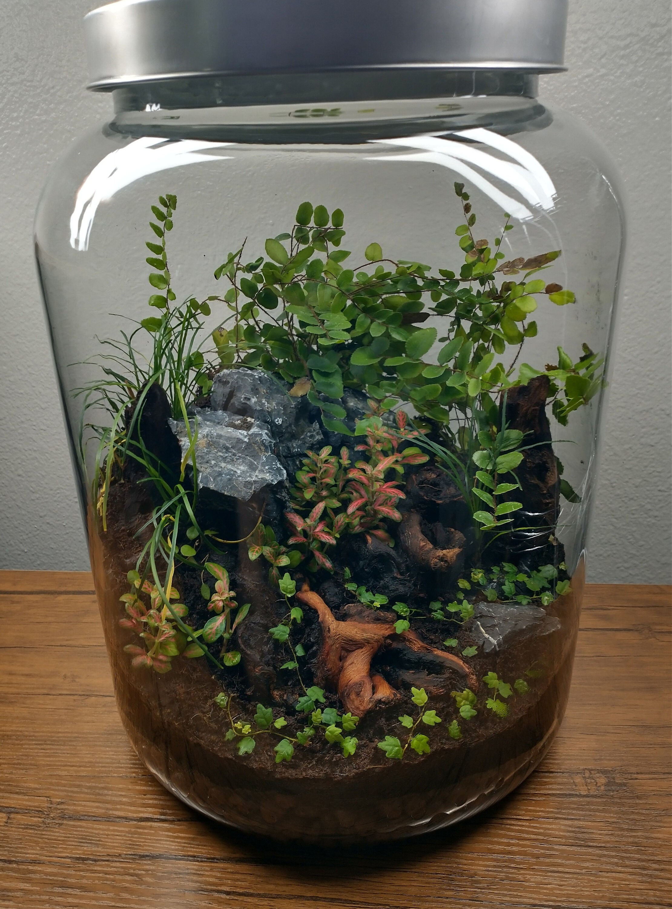 Large 5.5 Gallon Terrarium With LED Light. Living Ecosystem With Ferns ...