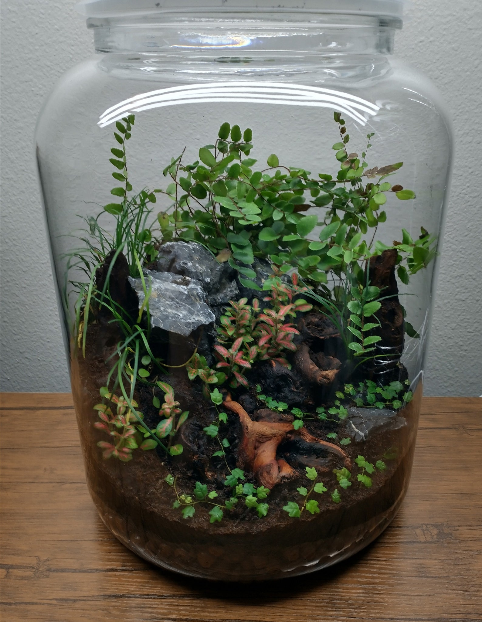 Large 5.5 Gallon Terrarium With LED Light. Living Ecosystem With Ferns ...