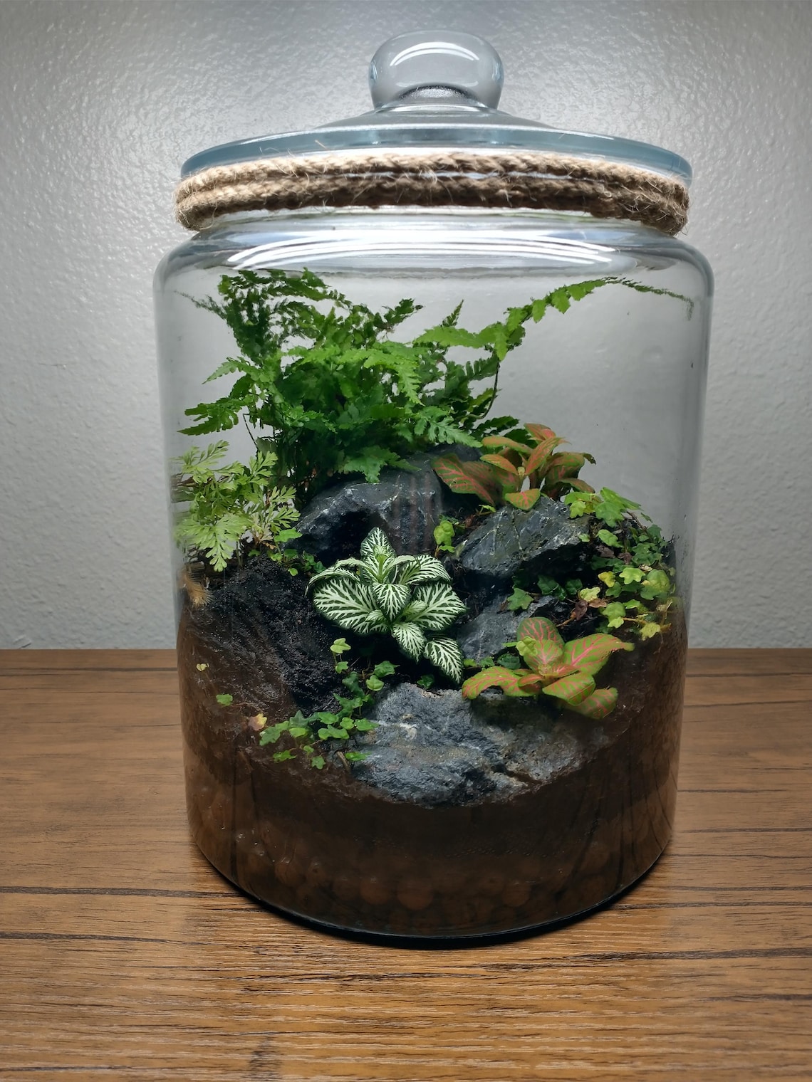 1.5 Gallon Terrarium | Living Ecosystem in a Jar***local Delivery Only ...