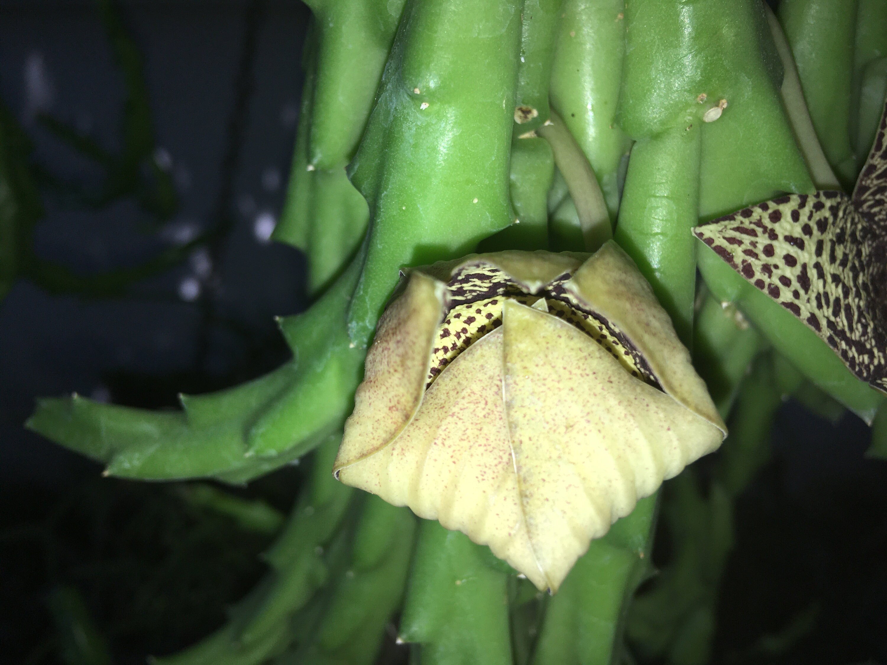 Orbea Variegata, Aka Starfish, Texas Star, Huernia, Stapelia, Carrion ...