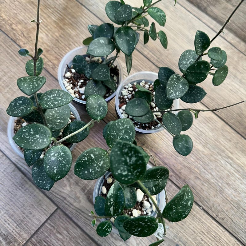 Hoya Mathilde - Etsy