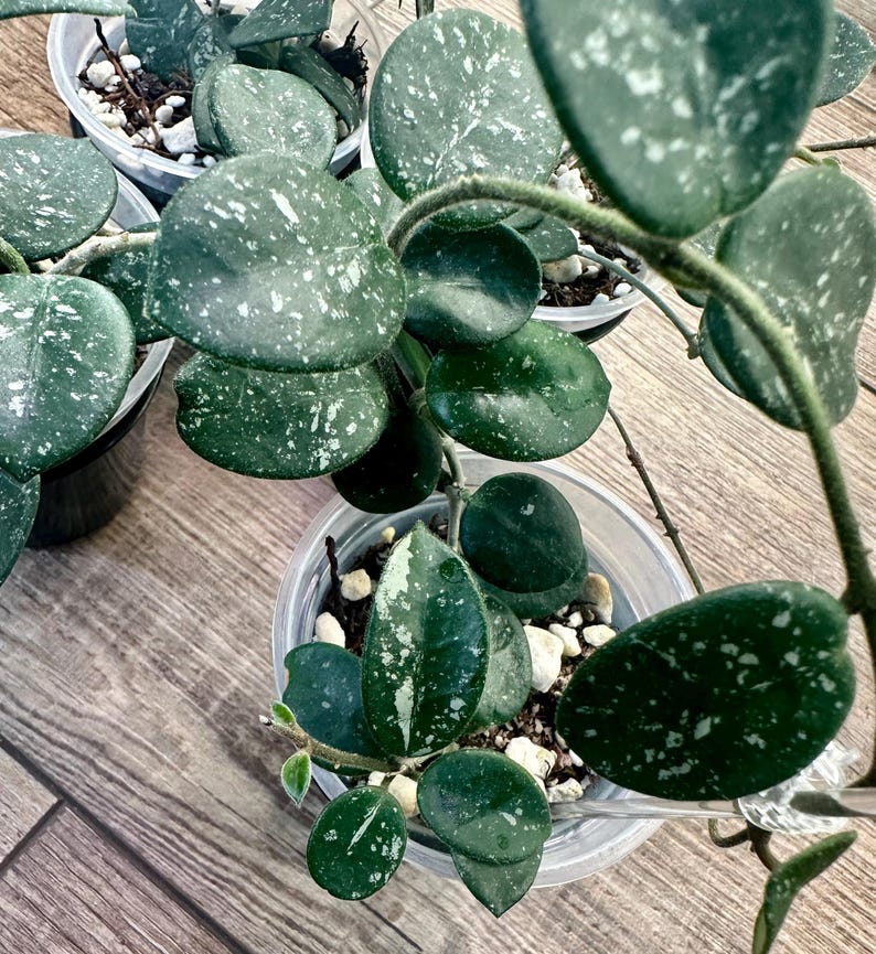 Hoya Mathilde Splash - Etsy