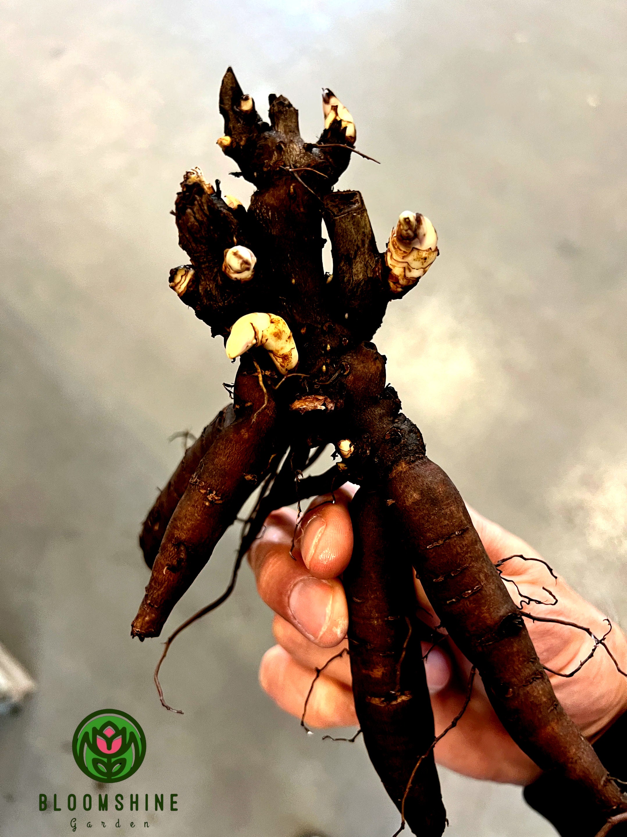 Peony Danse Du Feu Bare Root 3/5 Eye - Etsy