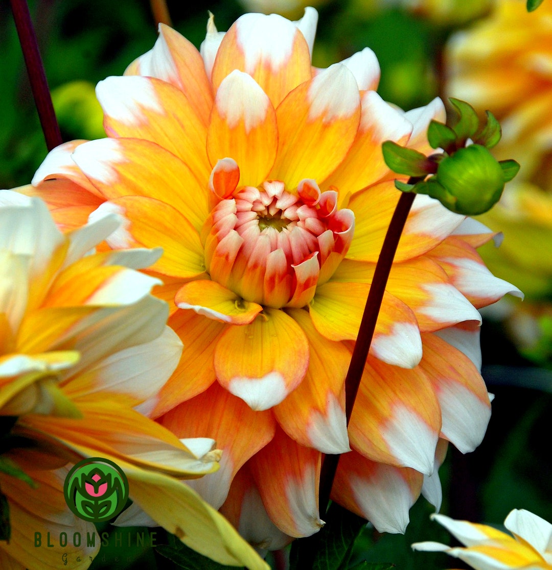 Dahlia Seattle 3 Tubers - Etsy