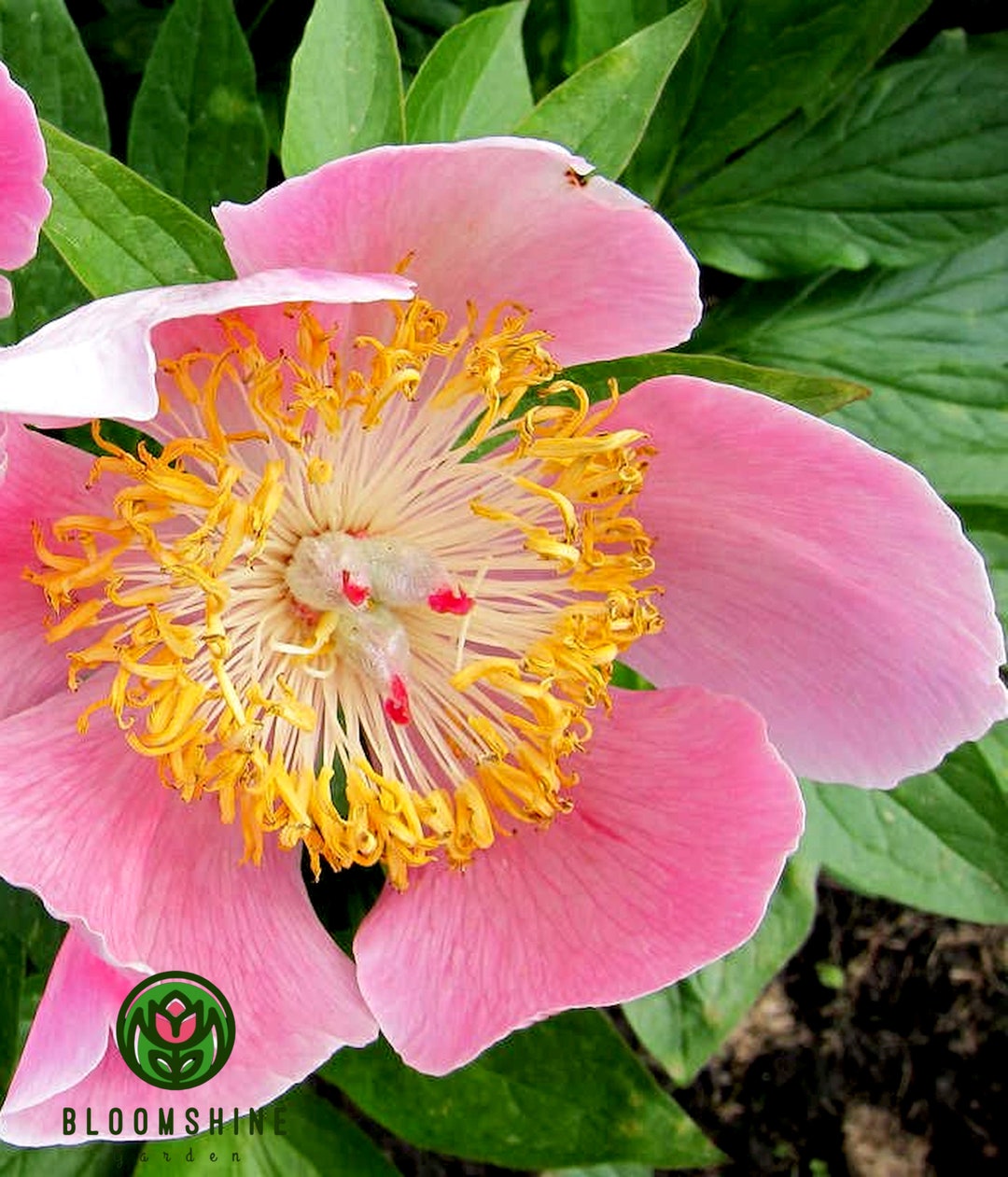 Peony Pageant Bare Root 3/5 Eye - Etsy