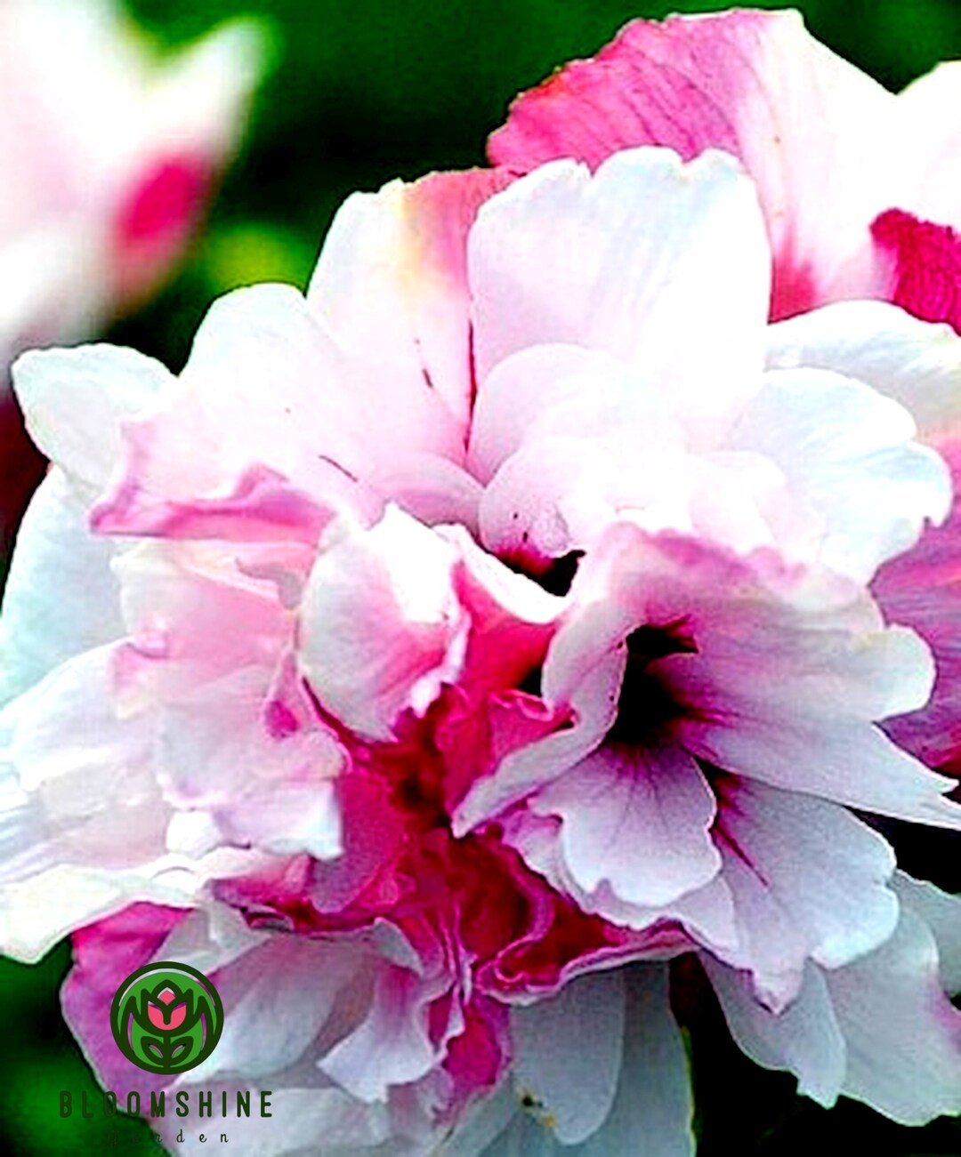 Hibiscus French Cabaret Pastel Bare Root - Etsy