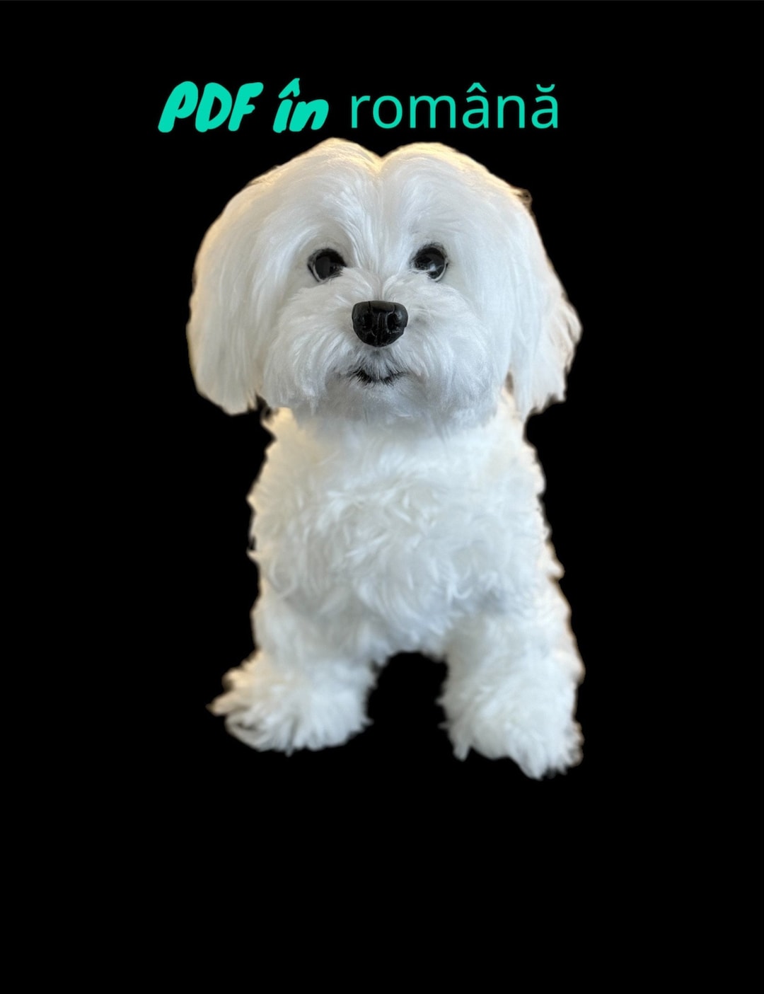 Bichon Realistic,model De Crosetat in Limba Romana, PDF Digital - Etsy
