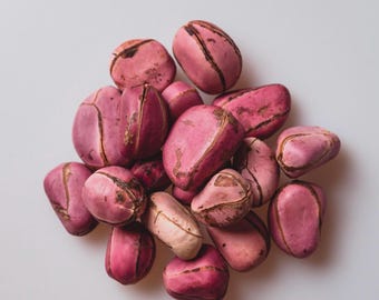 Obi Kola, Obi Abata, Cola Nitida, Kolanut 4 Lobed 6 Pieces - Etsy