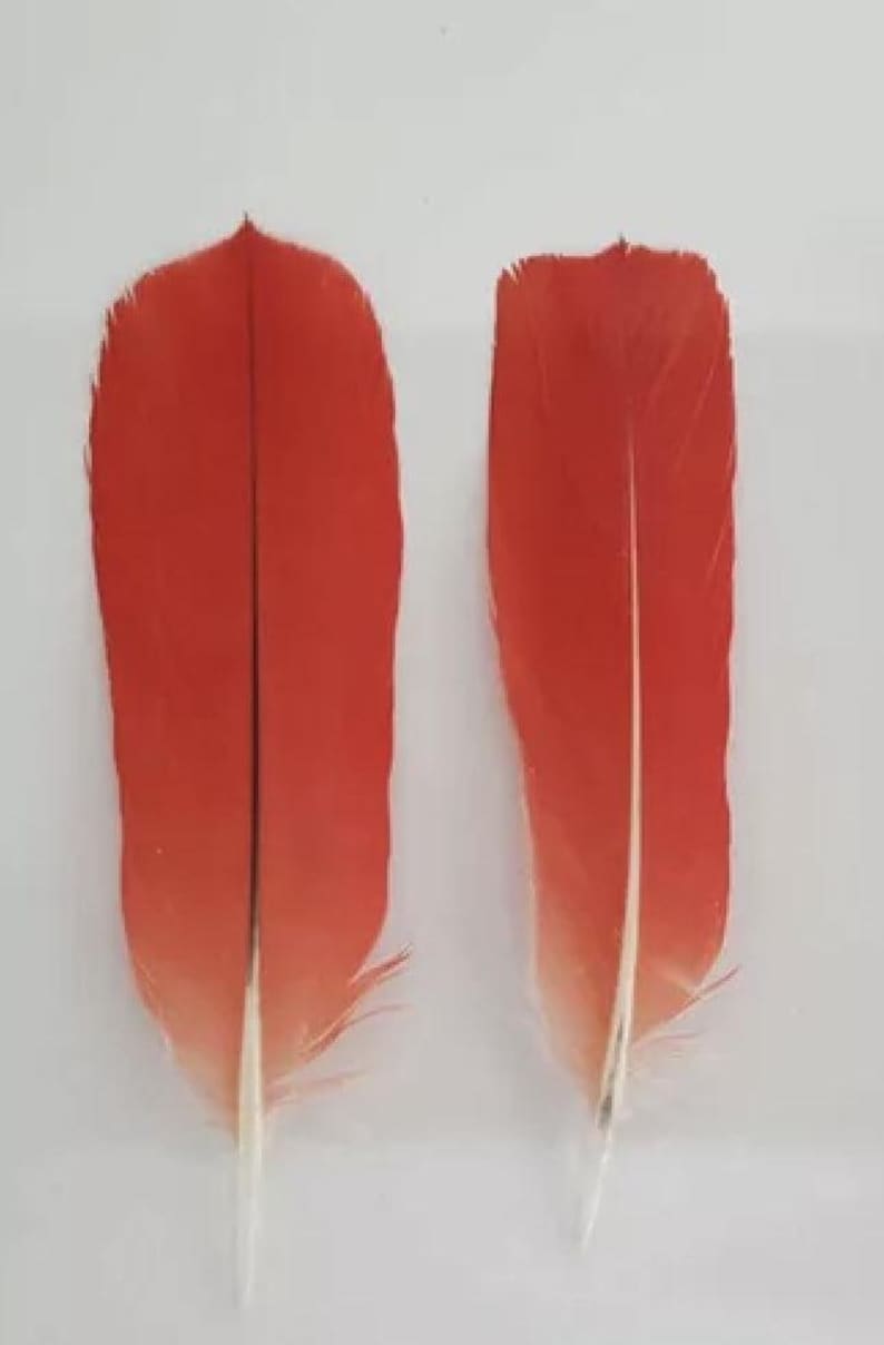 Pluma De Loro /african Grey Feather / Aikodie - Etsy