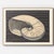 The Shell (conus Marmoreus) by Rembrandt Van Rijn, 1650 | Vintage ...