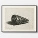 The Shell (conus Marmoreus) by Rembrandt Van Rijn, 1650 | Vintage ...