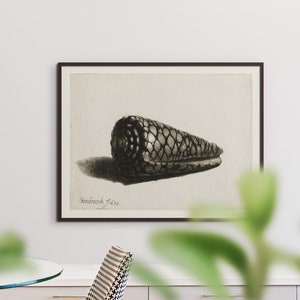 The Shell (conus Marmoreus) by Rembrandt Van Rijn, 1650 | Vintage ...
